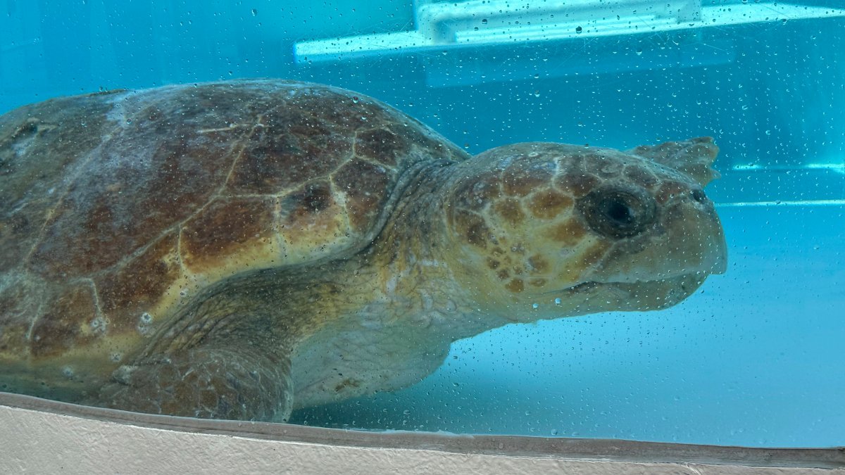 Huge loggerhead turtle hit by boat had surprise for FL rescuers – NBC 6 ...