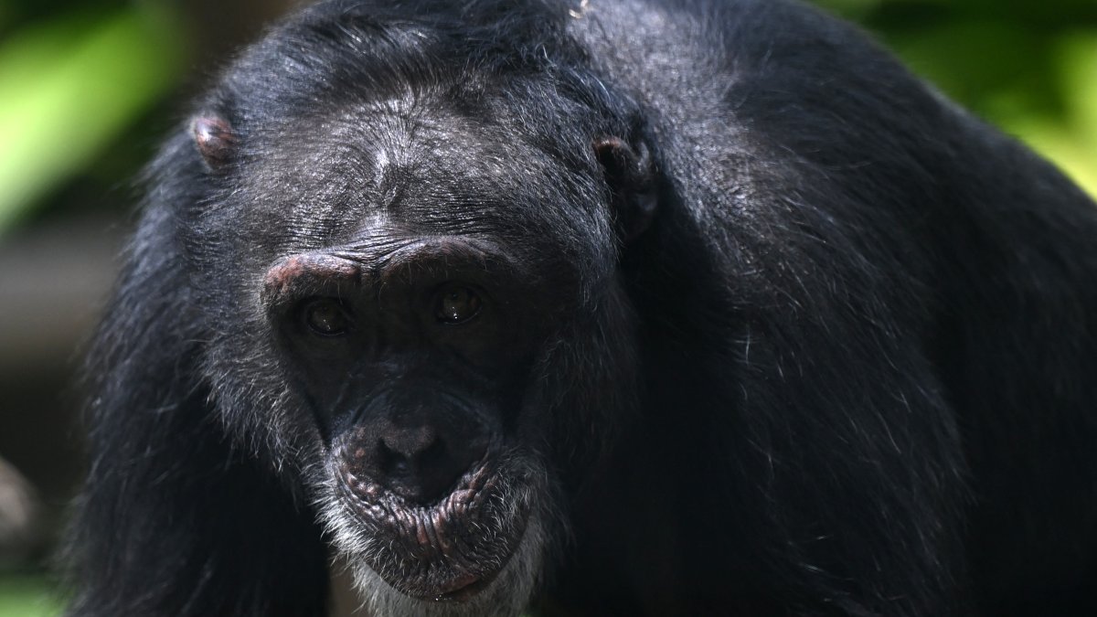 Chimps use medicinal plants to treat their wounds – NBC 6 South Florida