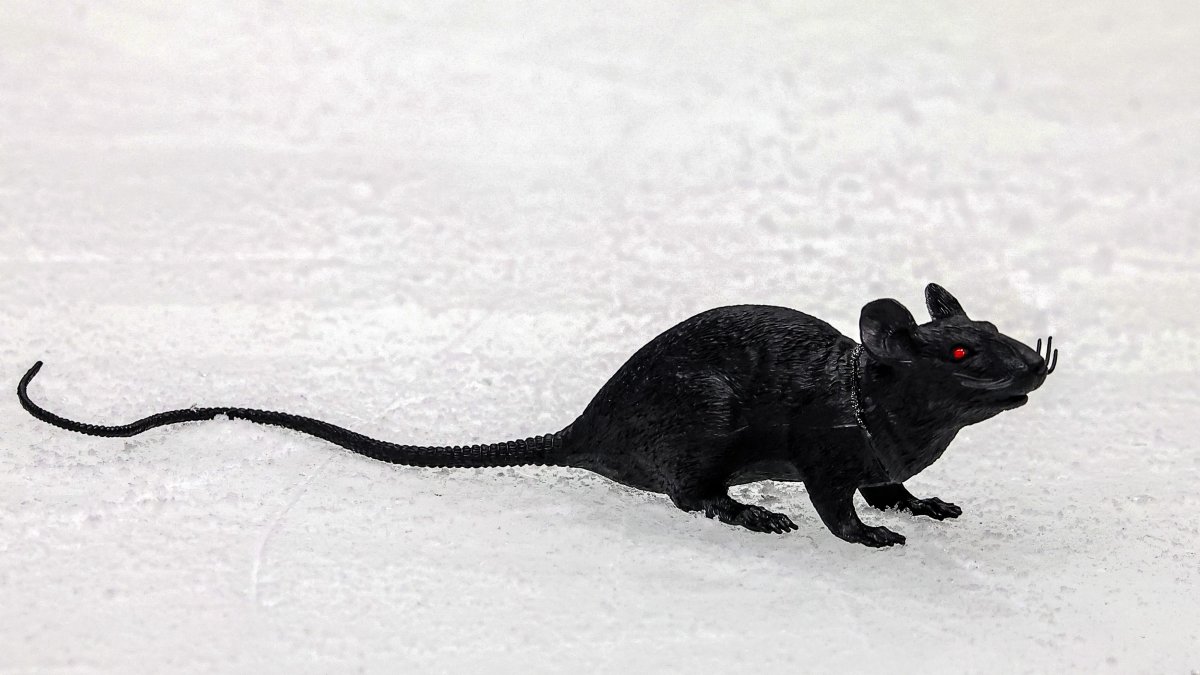 Florida Panthers fans’ rat-throwing tradition explained – NBC 6 South ...