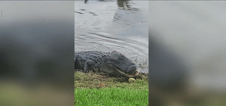 Video: Alligator chomps on mango in Weston. Is that normal? – NBC 6 ...