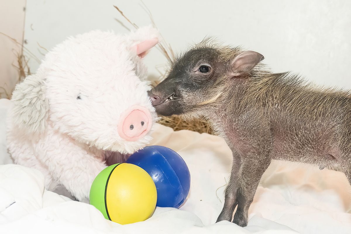 Baby African warthog born in Miami Zoo becomes an ambassador – NBC 6 ...