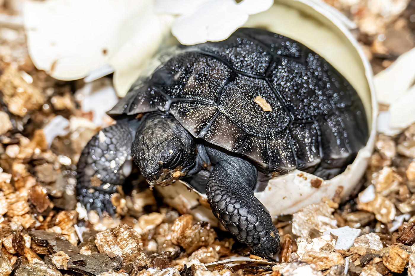 Galapagos tortoise celebrates his 135th birthday at Zoo Miami – NBC 6 ...