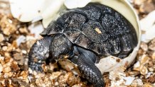Galapagos tortoise celebrates his 135th birthday at Zoo Miami – NBC 6 ...
