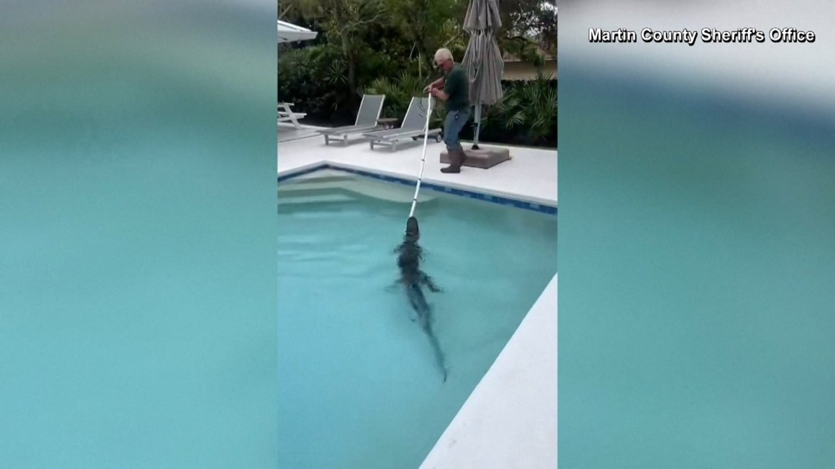 Gator found in Florida family’s swimming pool – NBC 6 South Florida