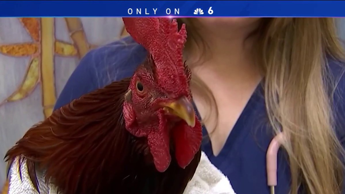 Man charged with animal cruelty after being caught on video beating ...