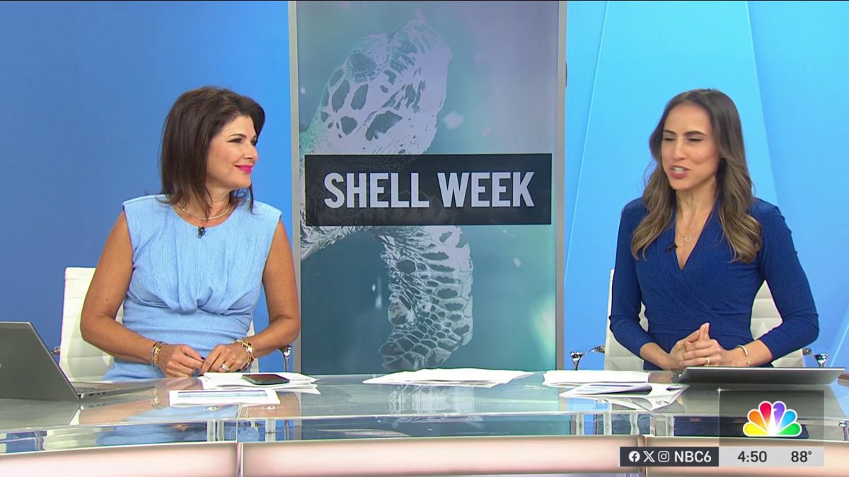 “Shell Week” launched for sea turtle conservation efforts – NBC 6 South ...