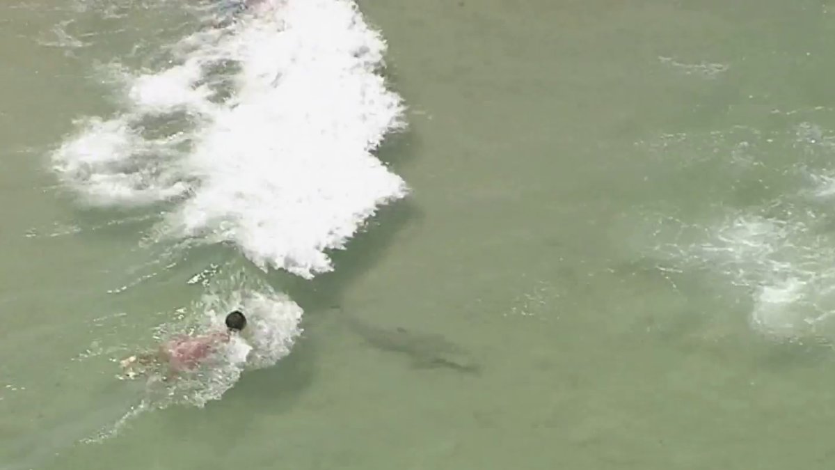 Shark spotted swimming near people at Fort Lauderdale Beach – NBC 6 ...