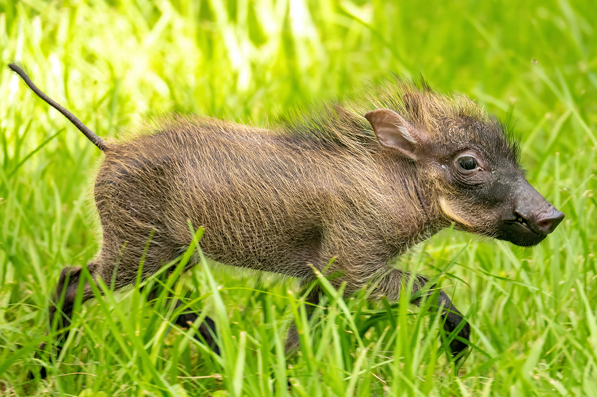 Baby African warthog born in Miami Zoo becomes an ambassador – NBC 6 ...