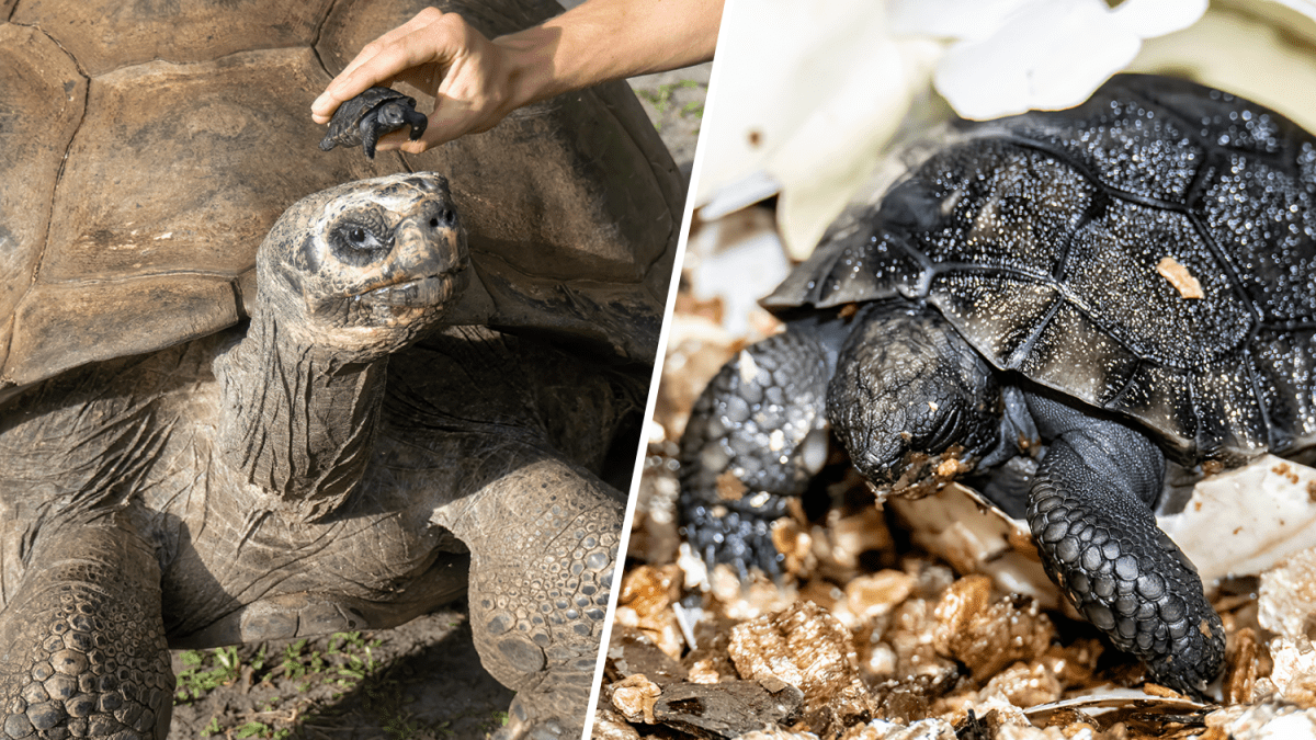 Galapagos tortoise celebrates his 135th birthday at Zoo Miami – NBC 6 ...