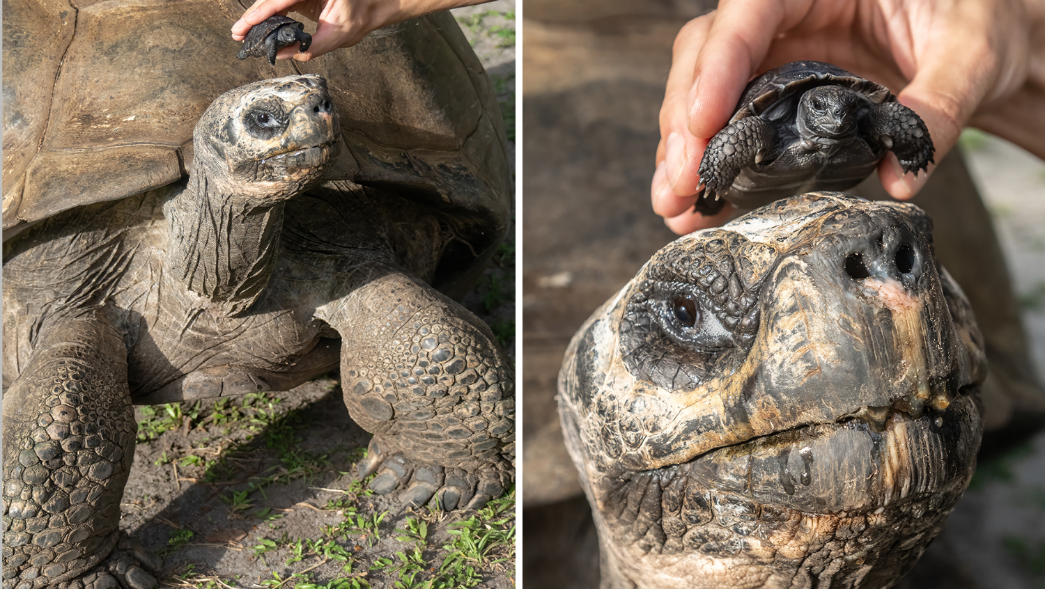 Galapagos tortoise celebrates his 135th birthday at Zoo Miami – NBC 6 ...
