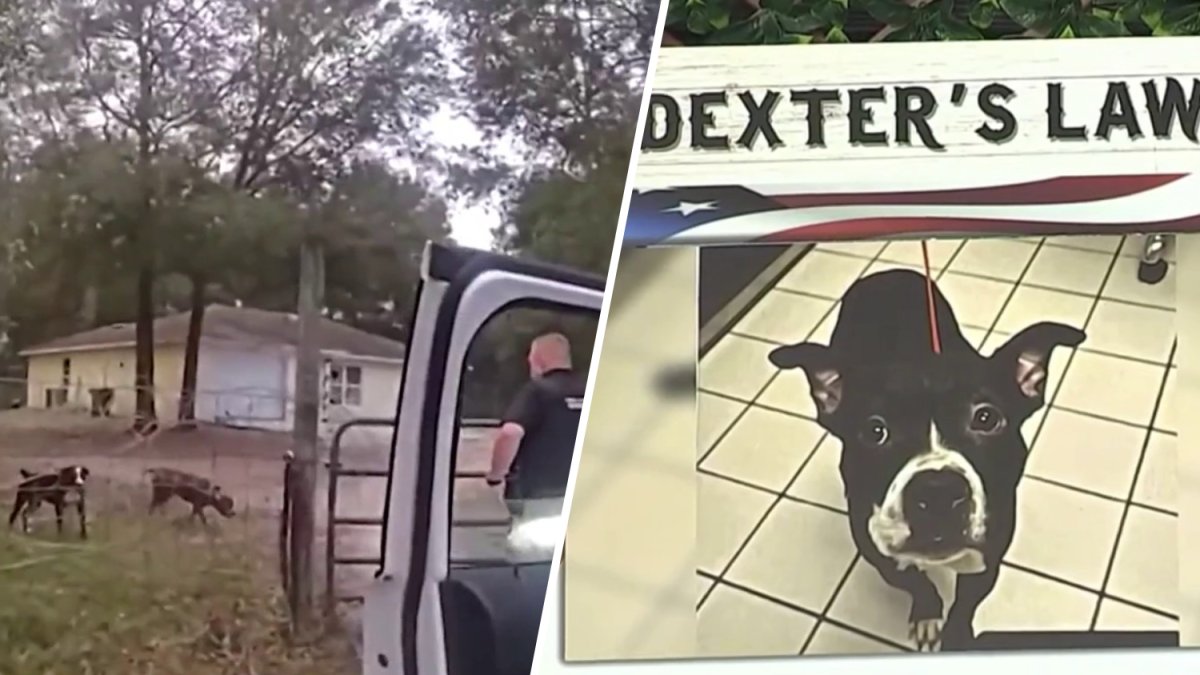 What is the Pam Rock Act and Dexter’s Law? – NBC 6 South Florida