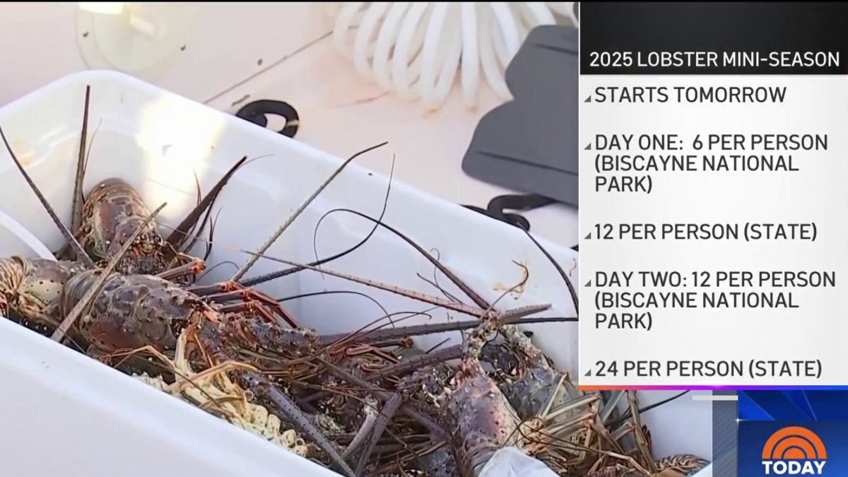 Florida’s lobster mini-season 2025 starts Wednesday: Here’s what to ...