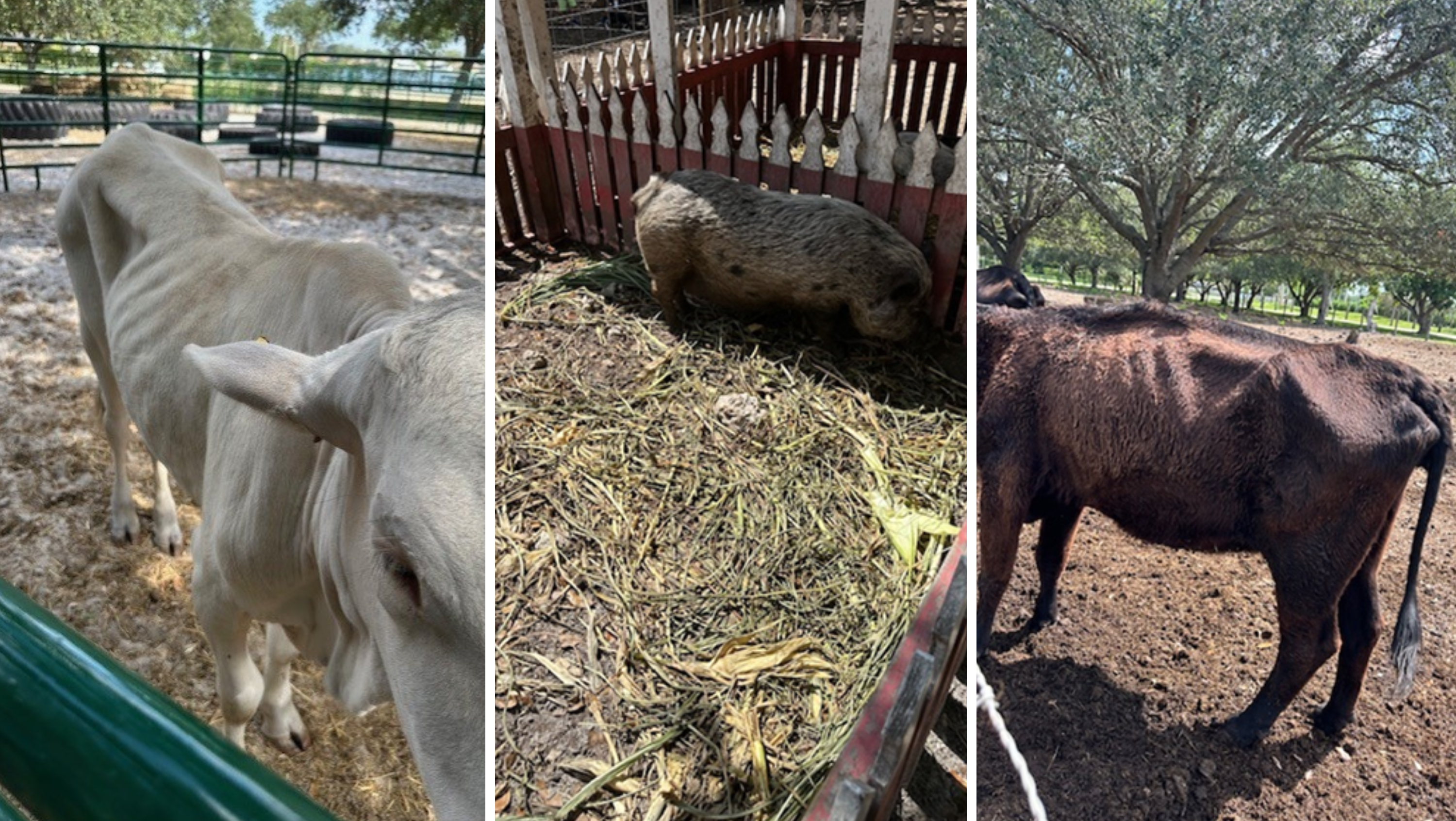 Photos show emaciated animals seized from Family Farms amid animal ...
