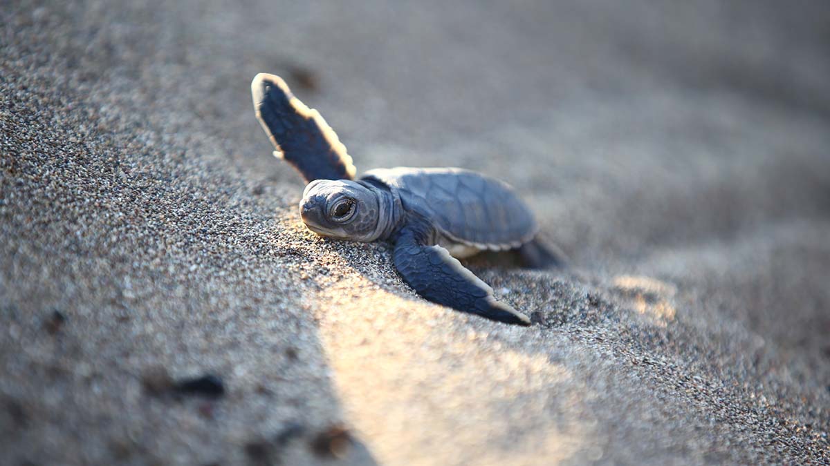 Man arrested with sea turtle hatchlings in Miami Beach: Police – NBC 6 ...