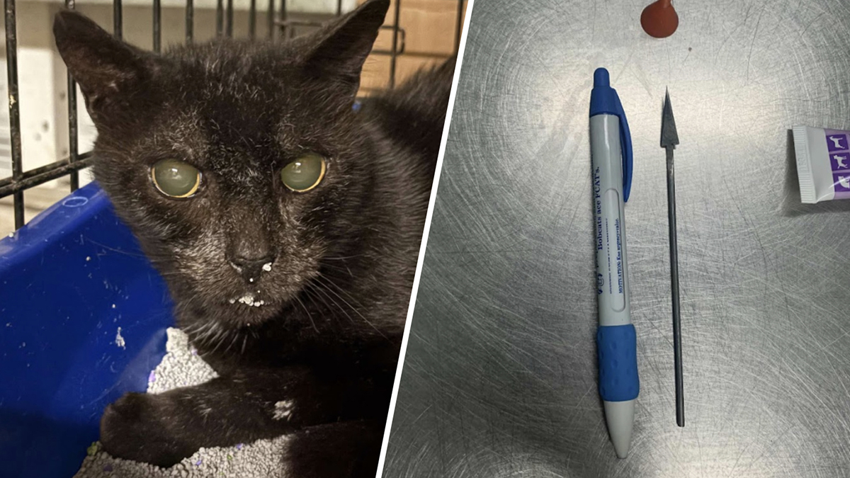 $5K reward offered in shooting of cat with blowgun dart in Hallandale ...