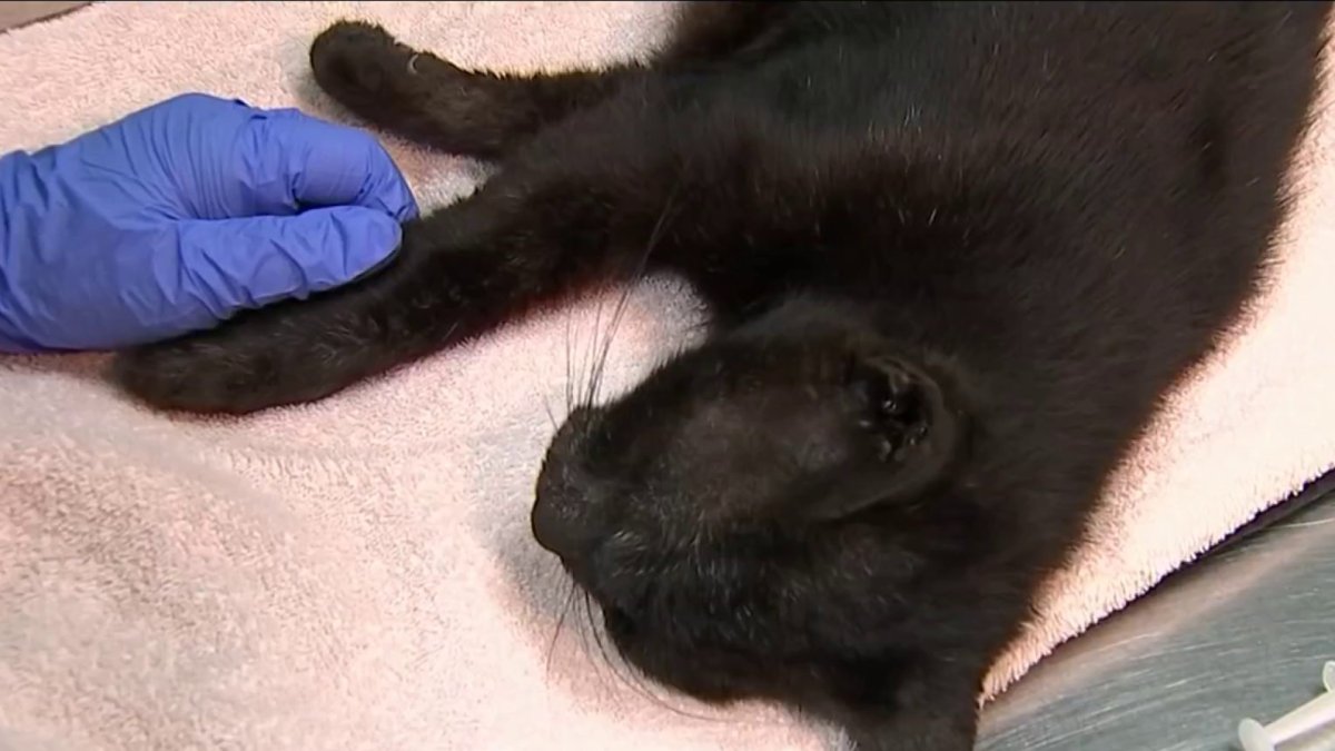 Cat shot with blowgun dart on the road to recovery – NBC 6 South Florida