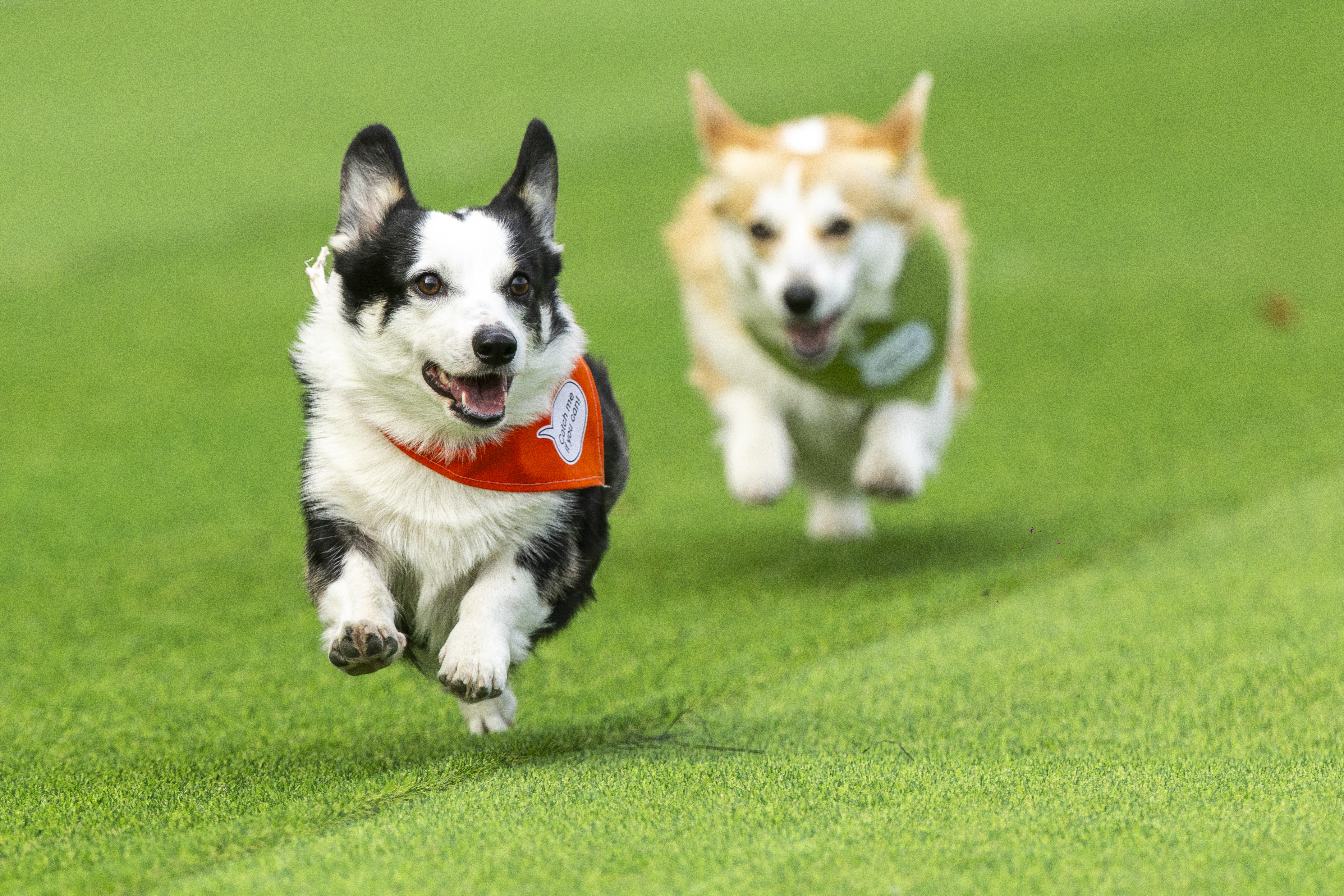 Over 100 teams compete in Lithuania’s international Corgi race – NBC 6 ...