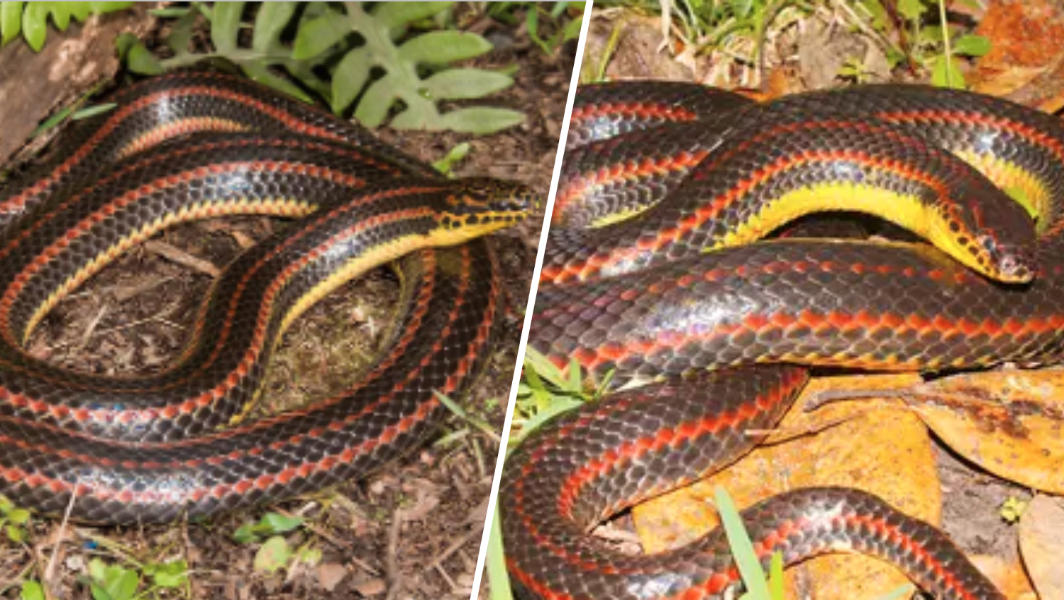 Rainbow snake sightings sought in Florida by the FWC – NBC 6 South Florida