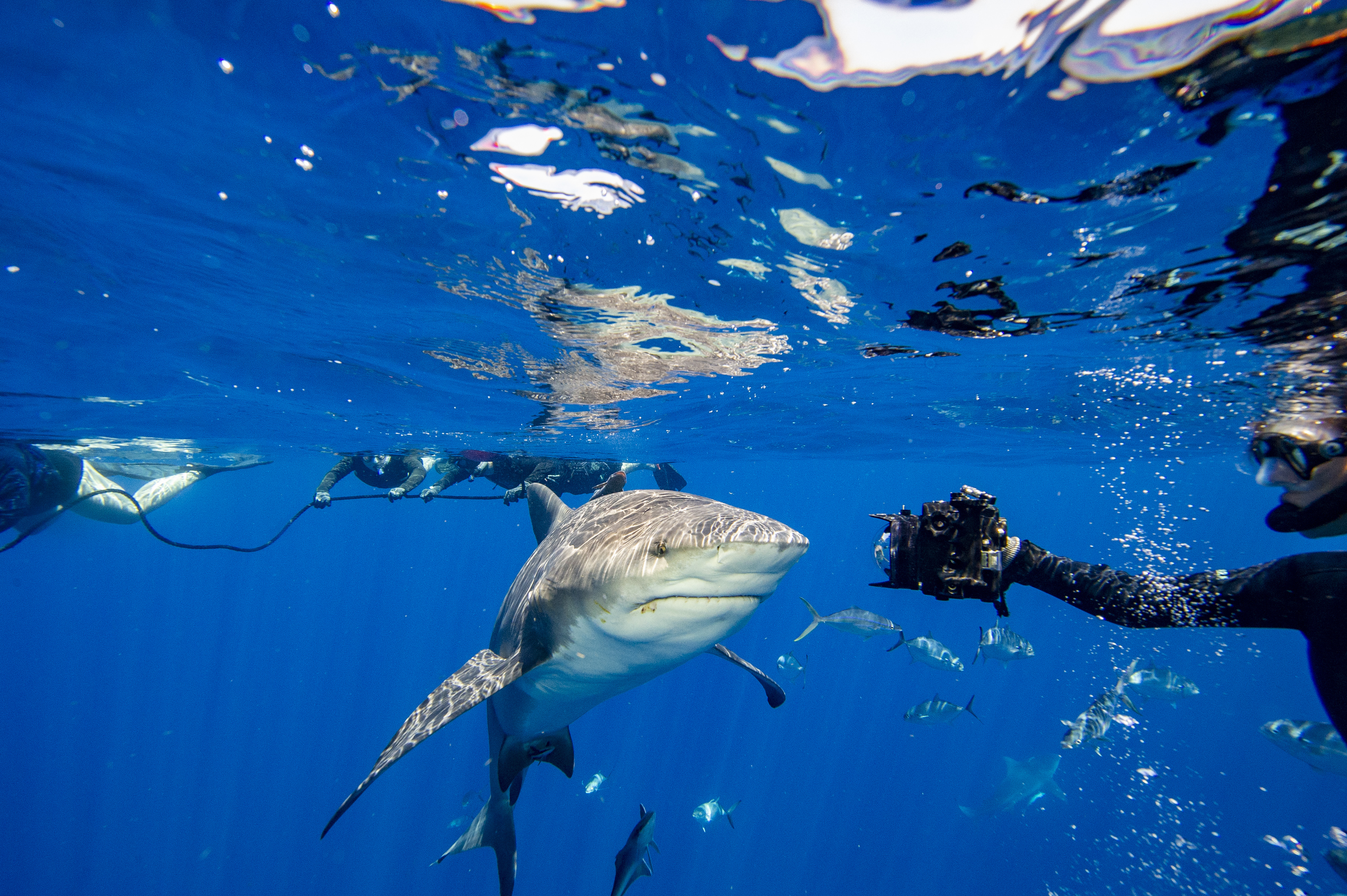 Florida beach tops list of shark attacks in U.S. since 1642: Report ...