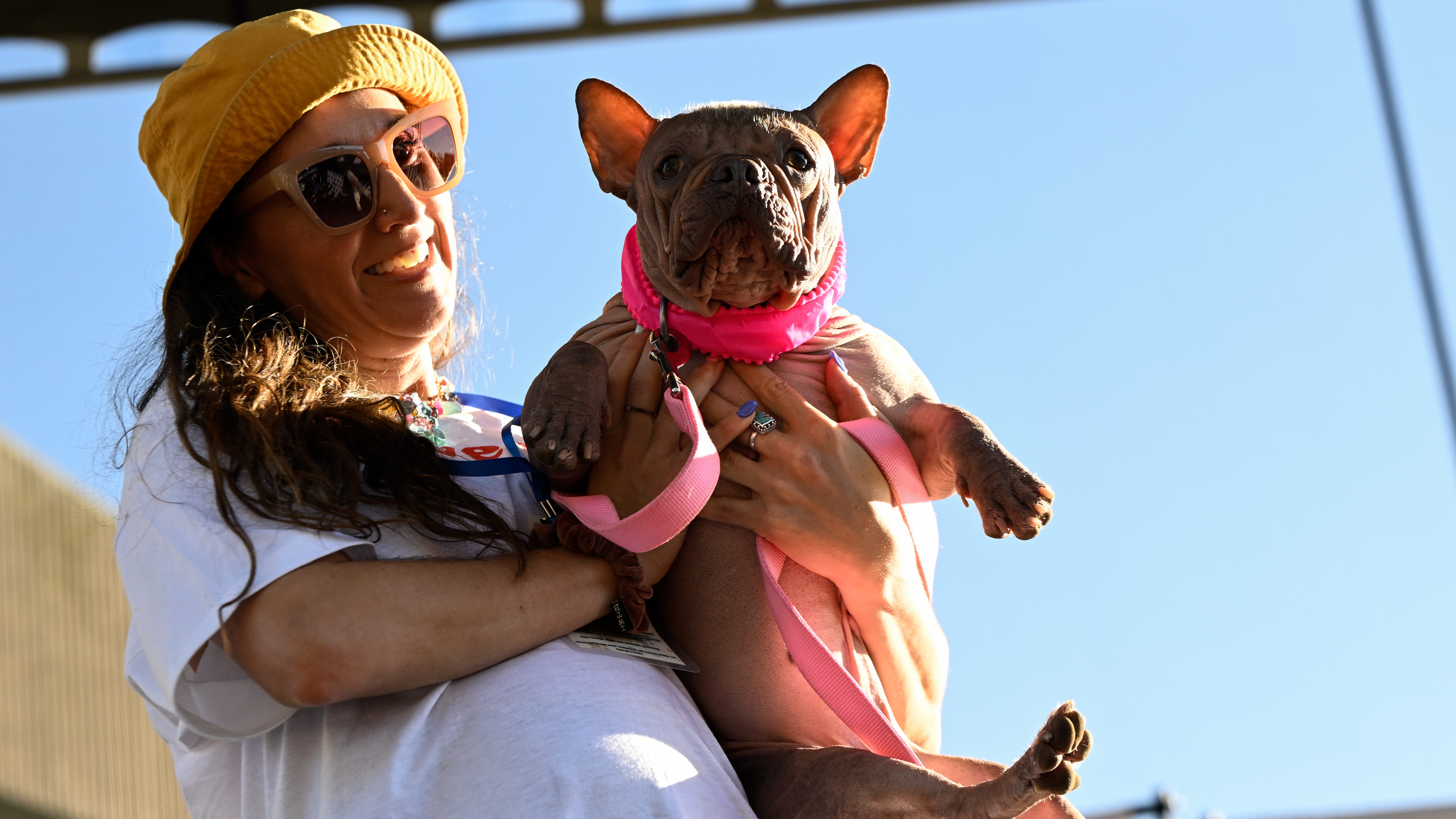 Meet Petunia, winner of the 2025 World’s Ugliest Dog Contest – NBC 6 ...