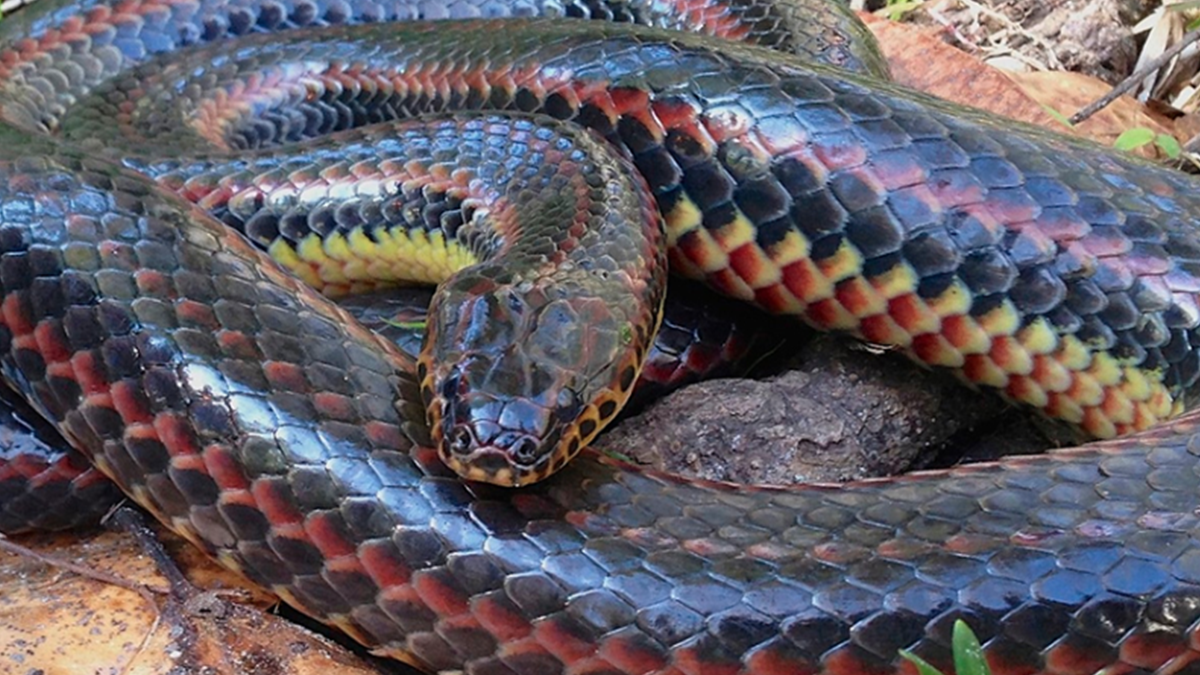 Rainbow snake sightings sought in Florida by the FWC – NBC 6 South Florida
