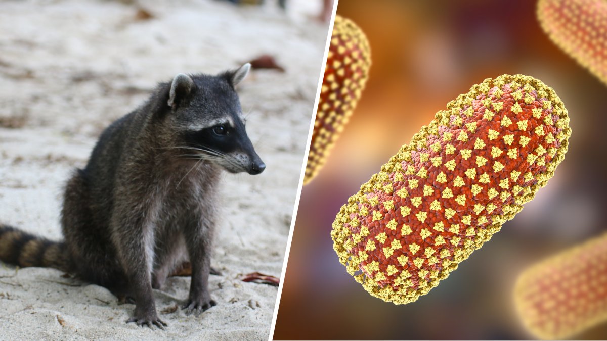 Outbreaks of rabies seem to be rising across the U.S. – NBC 6 South Florida