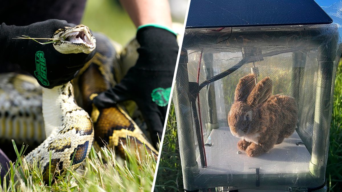 Robot rabbits take on invasive pythons in Florida’s Everglades – NBC 6 ...