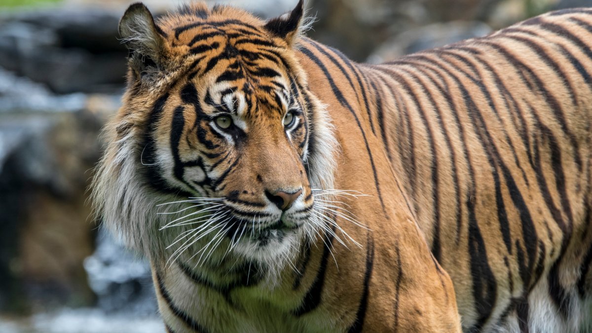 Tiger handler fatally mauled at Oklahoma preserve – NBC 6 South Florida