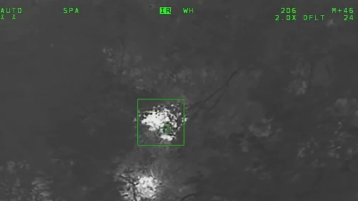 Search for suspect in Florida woods brings K-9 face-to-face with bear ...