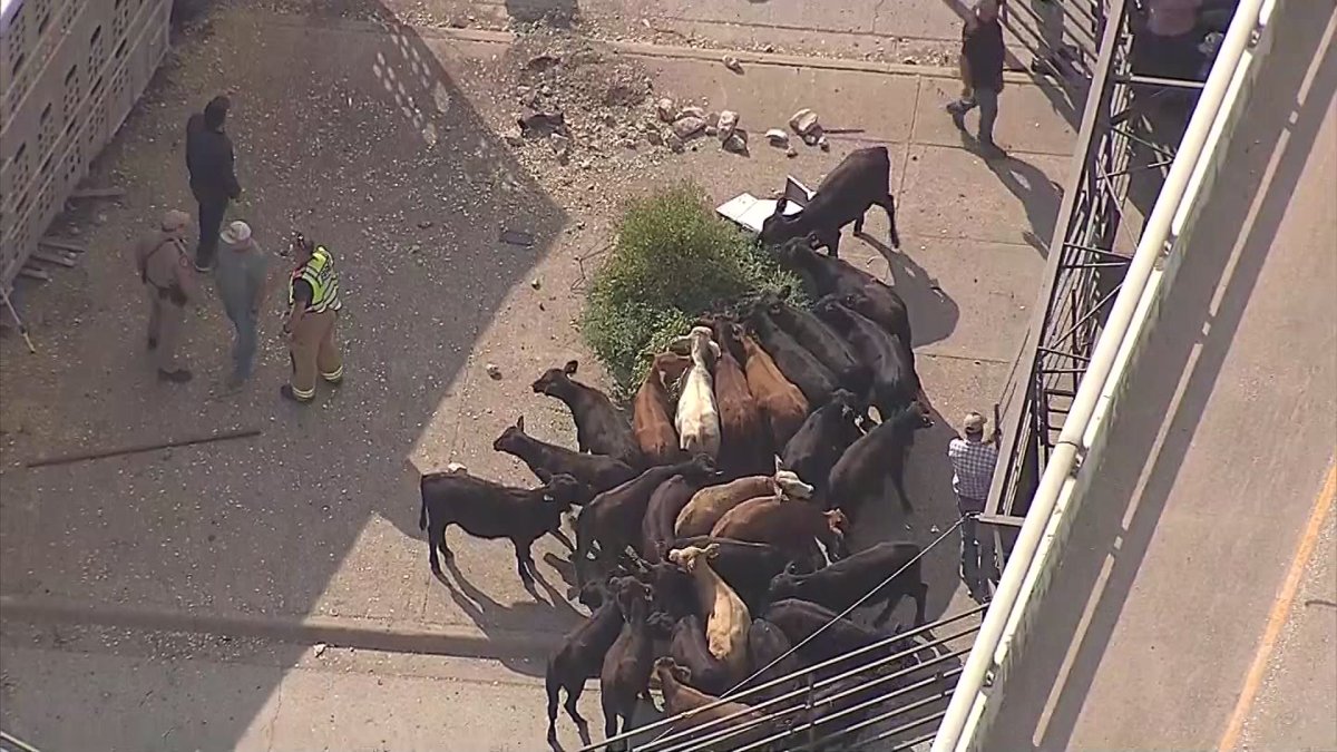 Livestock hauler in Texas crashes onto highway below – NBC 6 South Florida