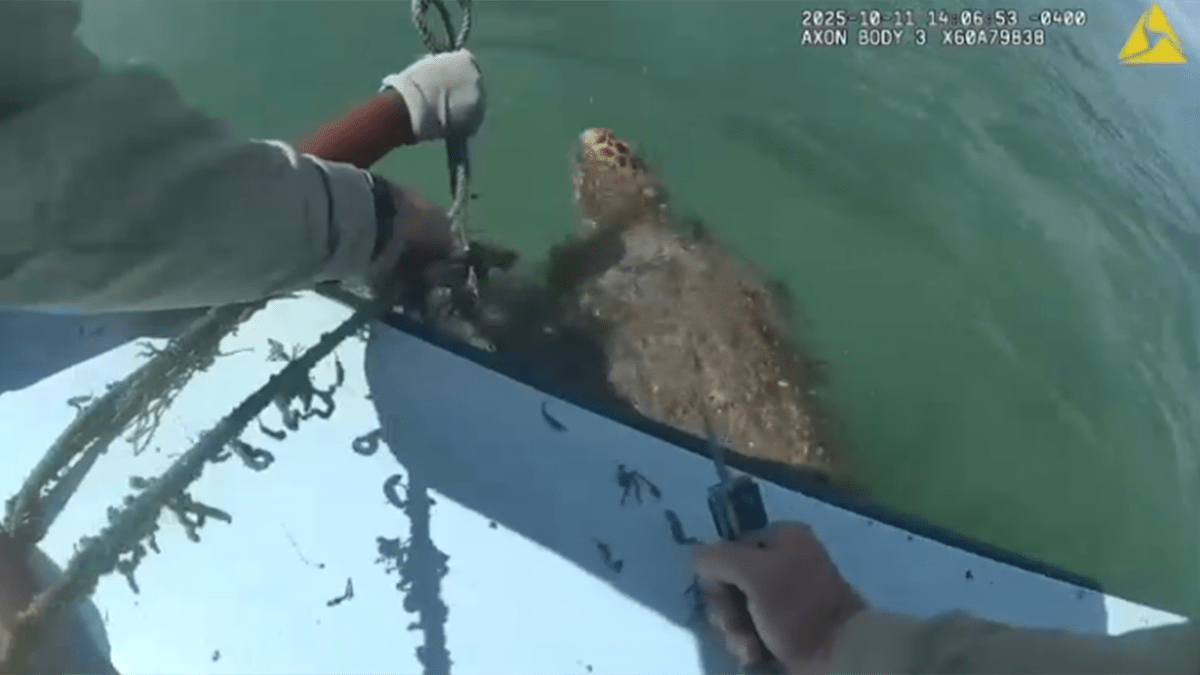 Video shows Miami-Dade deputies freeing turtle found entangled in crab ...