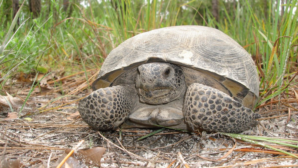 The gopher tortoise, a protector of Florida’s animals – NBC 6 South Florida