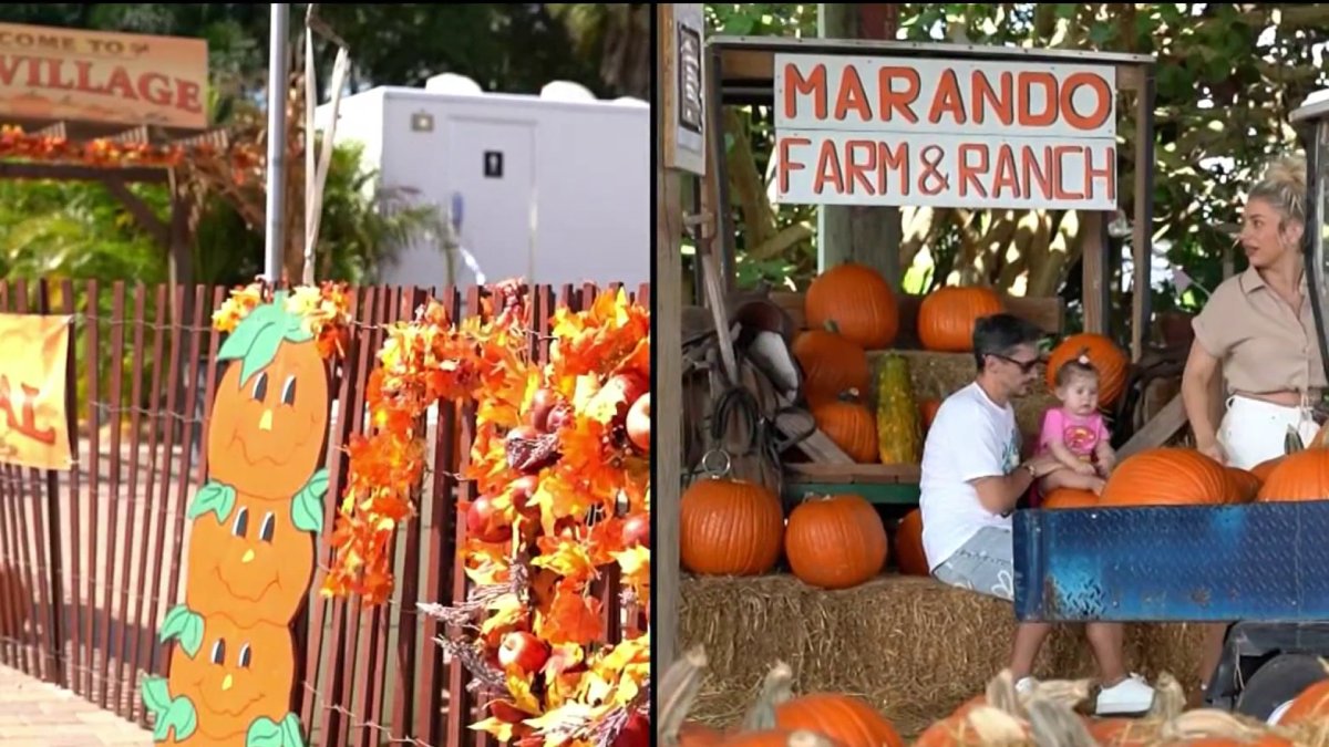 The Berry Farms among many pumpkin patches to visit this fall – NBC 6 ...