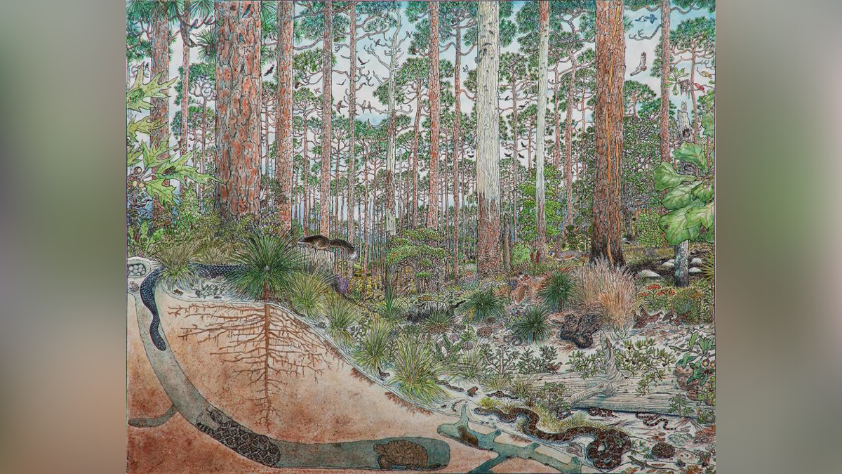 The gopher tortoise, a protector of Florida’s animals – NBC 6 South Florida