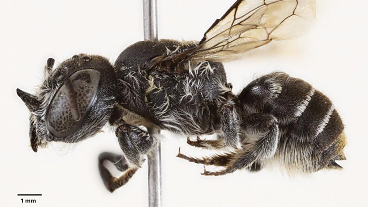 New ‘Lucifer’ bee with devil-like horns discovered in Australia – NBC 6 ...