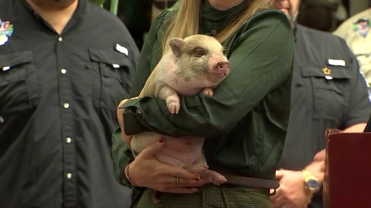 RAW: Miami-Dade mayor pardons pig, named 6-7, before the holidays – NBC ...