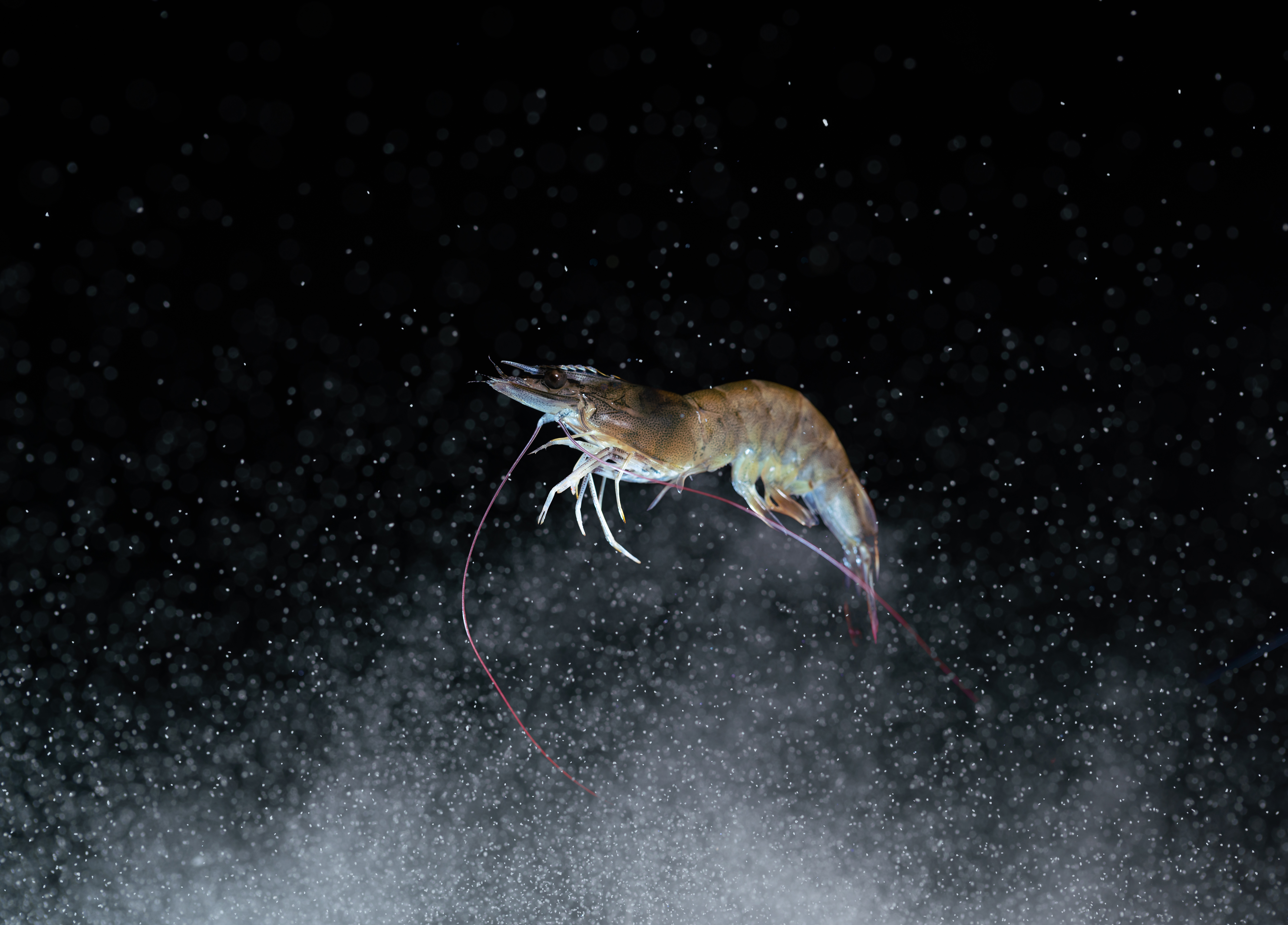 Quirky New Year’s Eve drops in the U.S. – NBC 6 South Florida