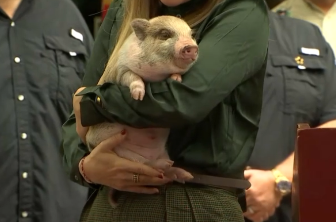 Miami-Dade mayor pardons pig, named 6-7, before the holidays – NBC 6 ...