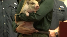 Miami-Dade mayor pardons pig, named 6-7, before the holidays – NBC 6 ...