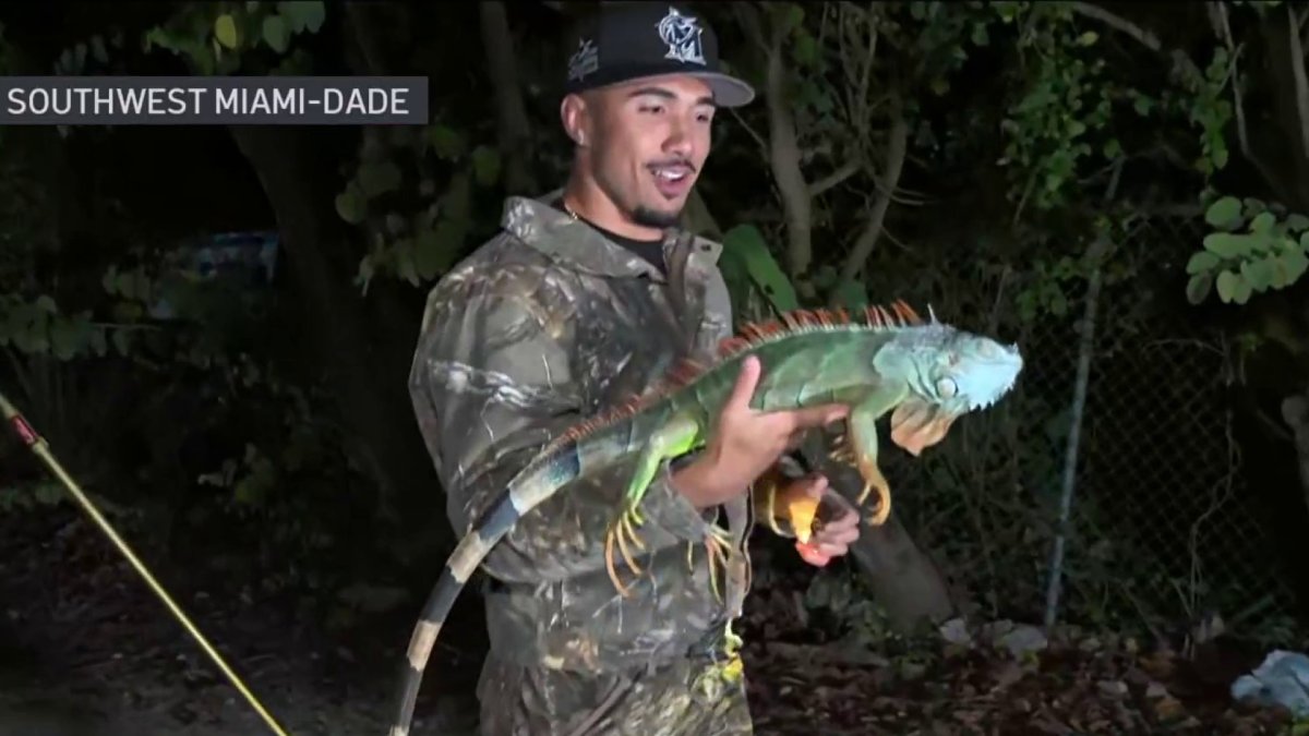 WATCH: Cuban Tarzan catches cold-stunned iguana as it falls from tree ...