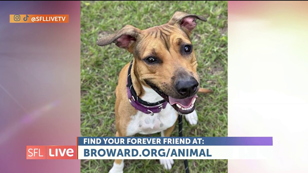 Adopt Noel at Broward County Animal Care Today! – NBC 6 South Florida