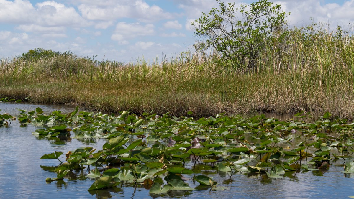 Viral video shows men shooting at alligator in Everglades – NBC 6 South ...