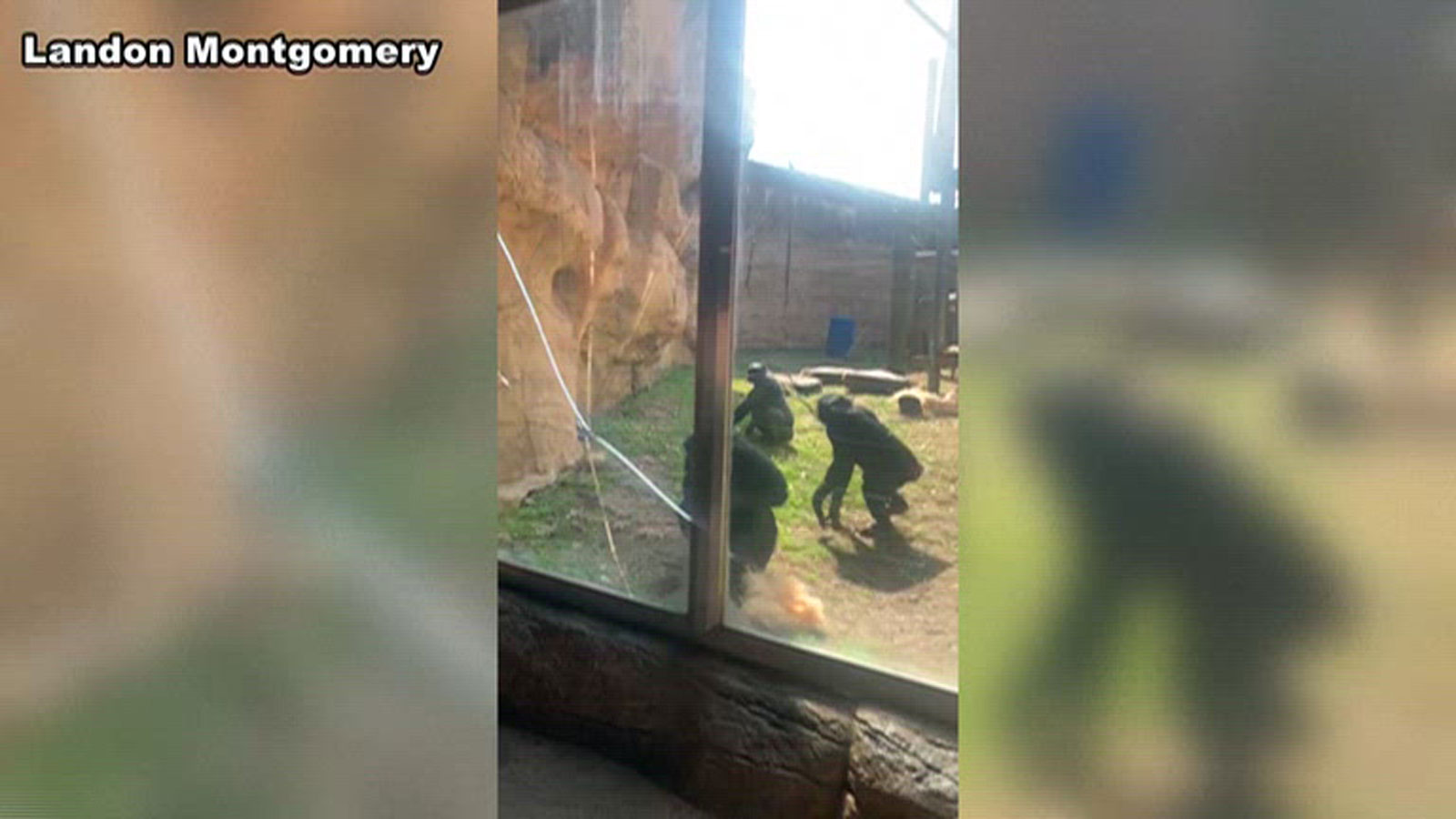 Ape cracks exhibit’s glass as it launches at Memphis Zoo visitors – NBC ...