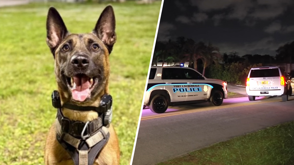 K-9 shot by burglary suspect in Fort Lauderdale continues to recover ...