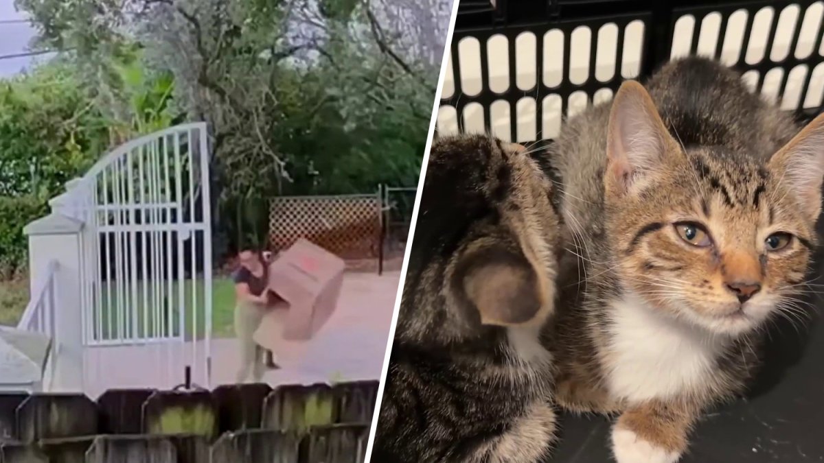 Woman arrested after video shows her dumping kittens at Wilton Manors ...