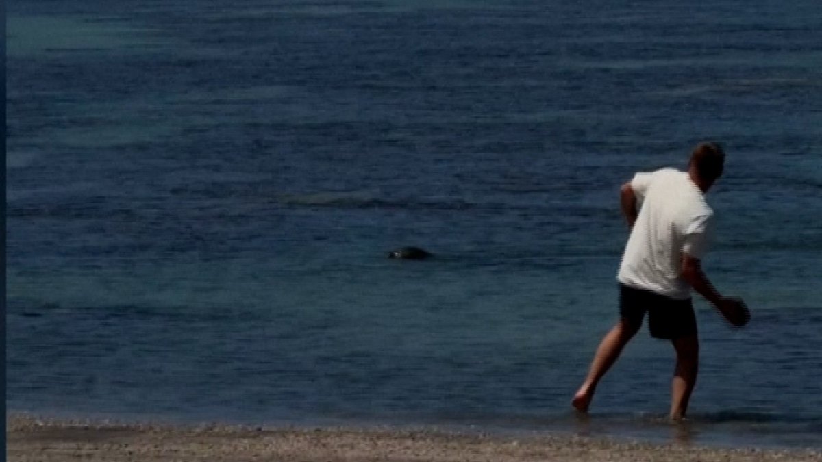 Seattle man arrested after hurling rock at endangered seal in Hawaii ...