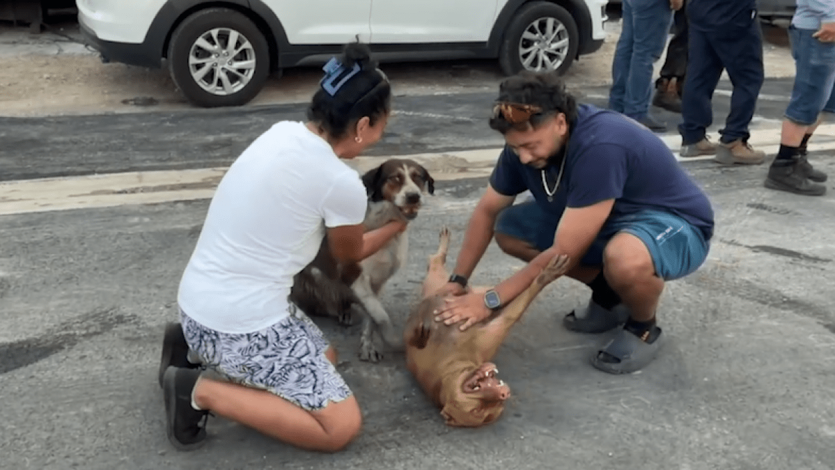 Family finds missing dogs after Opa-locka fire – NBC 6 South Florida