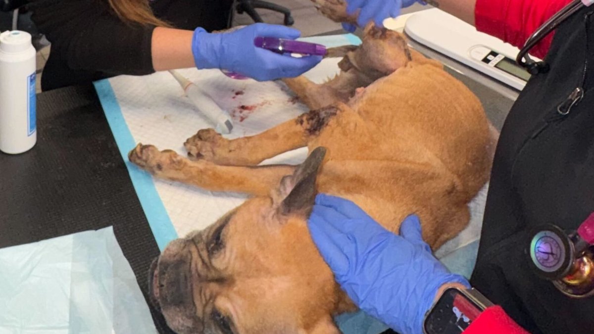 Bulldog taken to animal hospital in Fort Lauderdale after being found ...