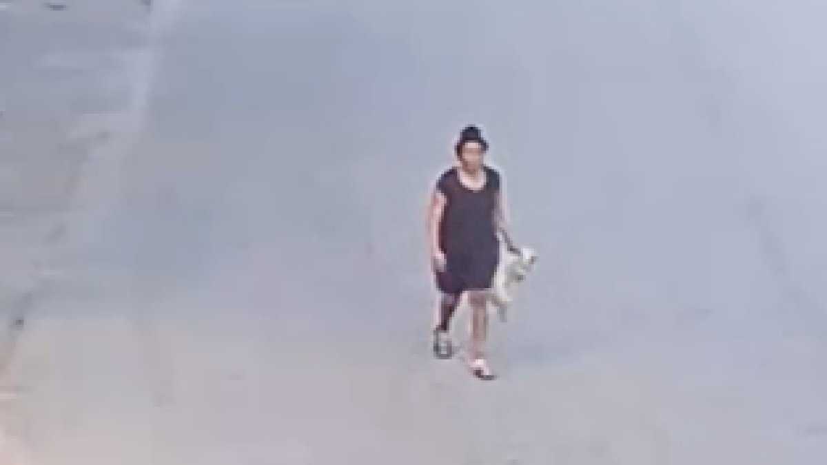 Woman in custody after puppy fatally attacked in Tampa – NBC 6 South ...