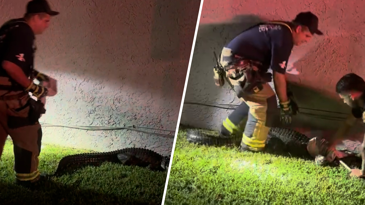 Davie firefighters and officers capture gator that eluded FWC for 2 ...